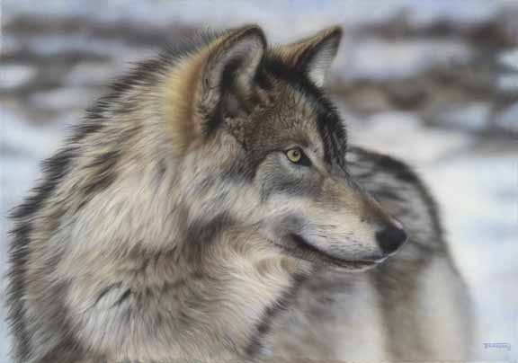 TD – Alpha – Timber Wolf © Tim Donovan – Ansada Licensing Group, LLC