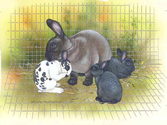 LT – Sable’s Mini Rex © Linda Thompson – Ansada Licensing Group, LLC