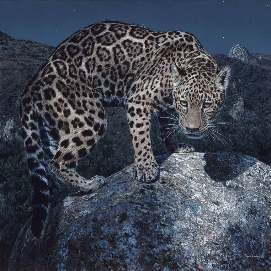 Guy Combes - African Wildlife - Ansada Licensing Group