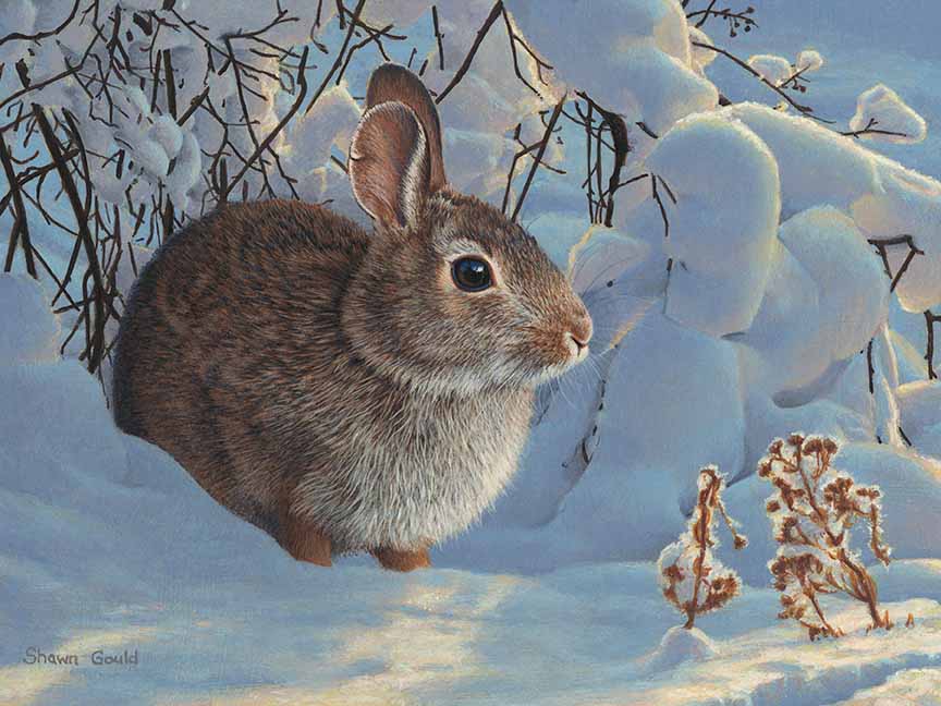 SG - Snowed In © Shawn Gould - Ansada Licensing Group