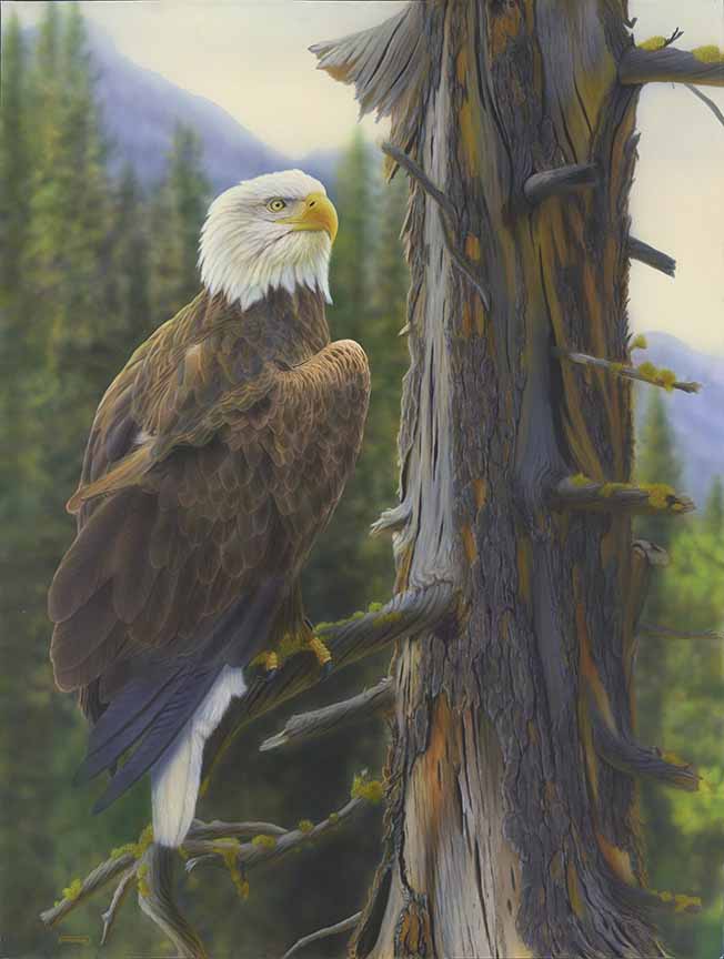 Tim Donovan - Wildlife - Ansada Licensing Group