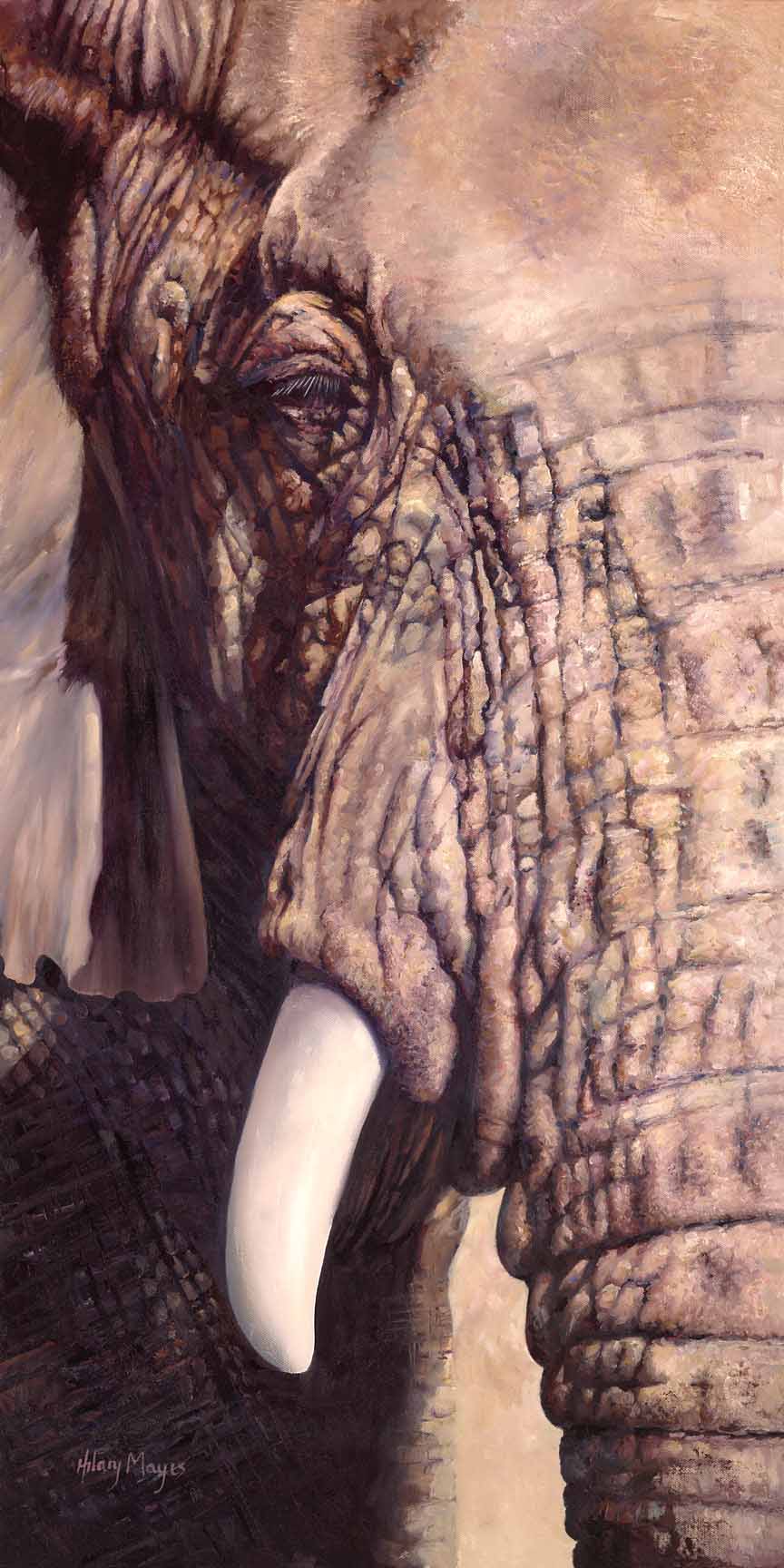HM - Wildlife - Close up © Hilary Mayes - Ansada Licensing Group