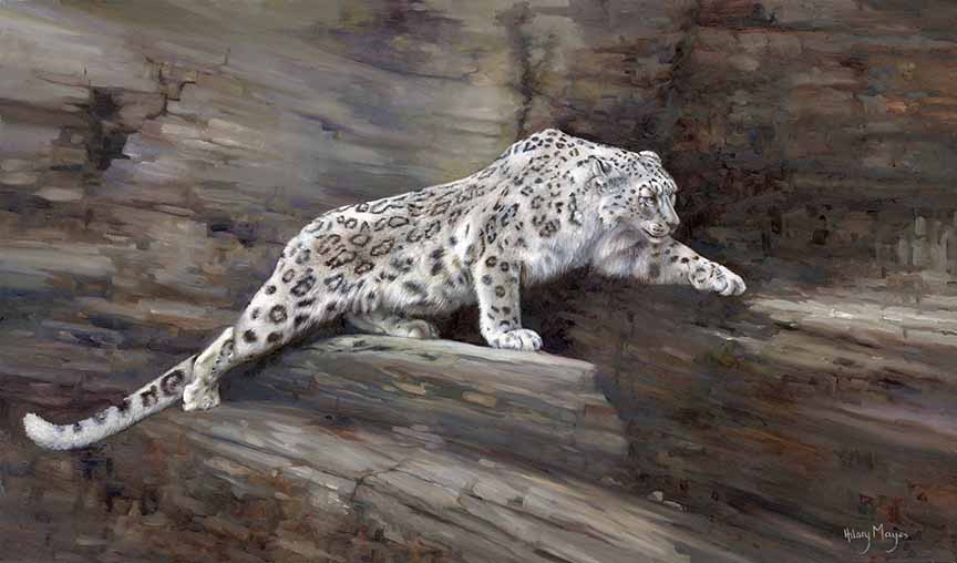 HM - Wildlife - Snow Leopard on Rockface © Hilary Mayes - Ansada ...