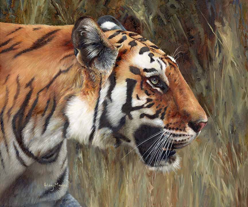 HM - Wildlife - Tiger Looking Right © Hilary Mayes - Ansada Licensing Group